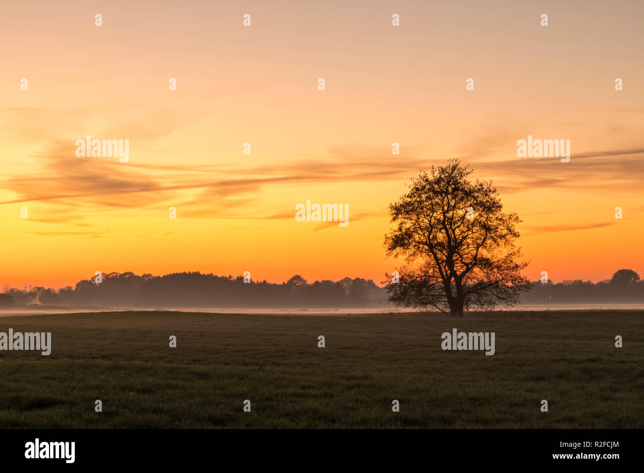 Large single tree hi-res stock photography and images - Alamy