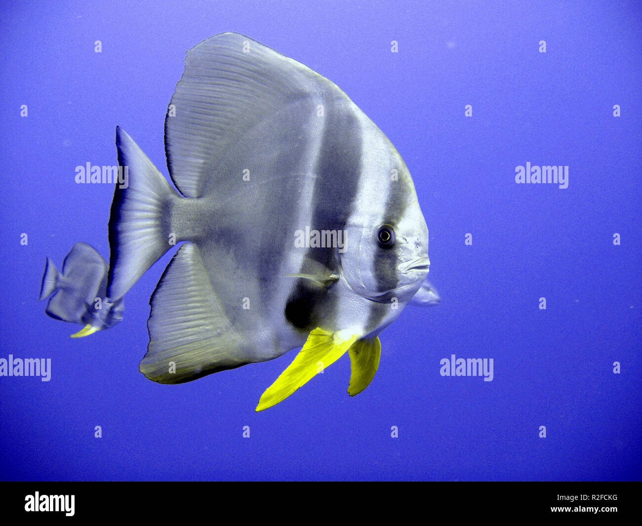 Batfish fins hi-res stock photography and images - Alamy
