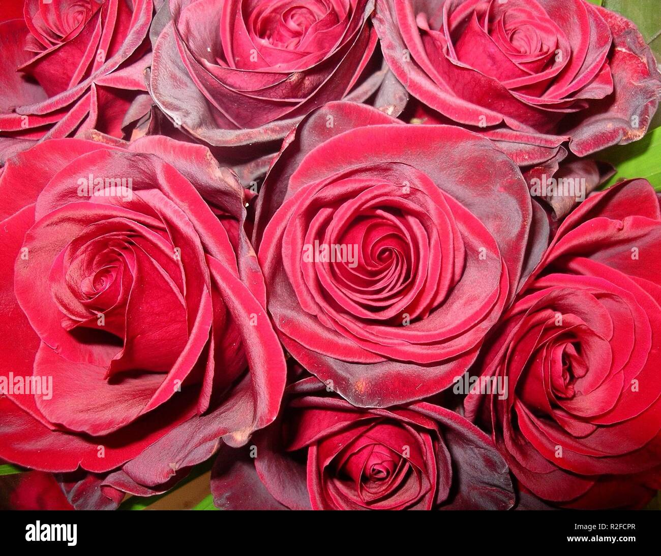 Rostenstrauss hi-res stock photography and images - Alamy