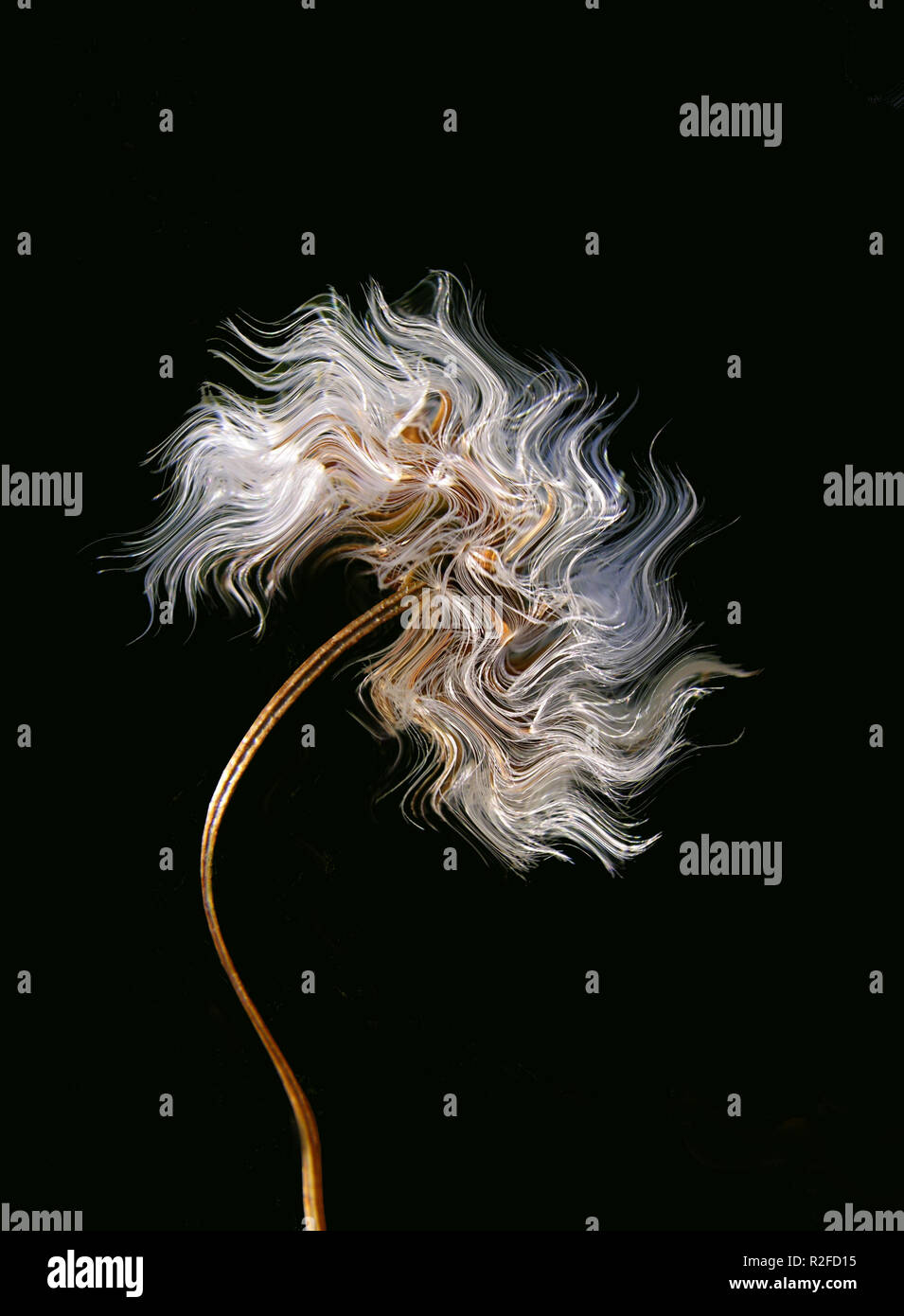 Planzensamen hi-res stock photography and images - Alamy