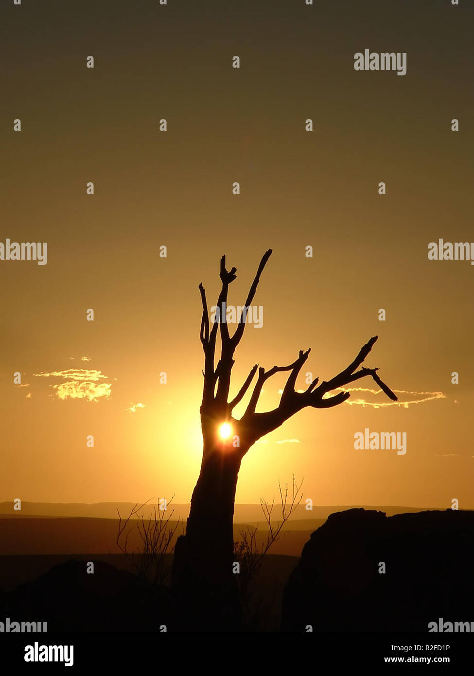 Quiver tree cut hi-res stock photography and images - Alamy