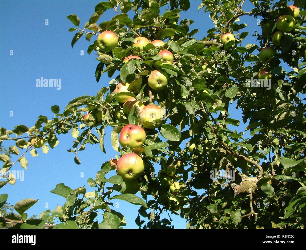 Rote backen hi-res stock photography and images - Alamy