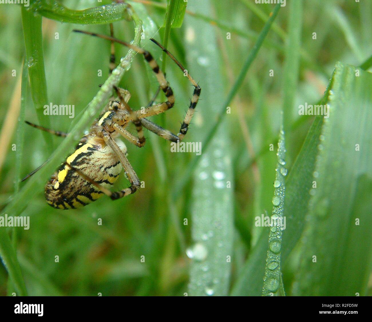 spider with water drops Stock Photo - Alamy