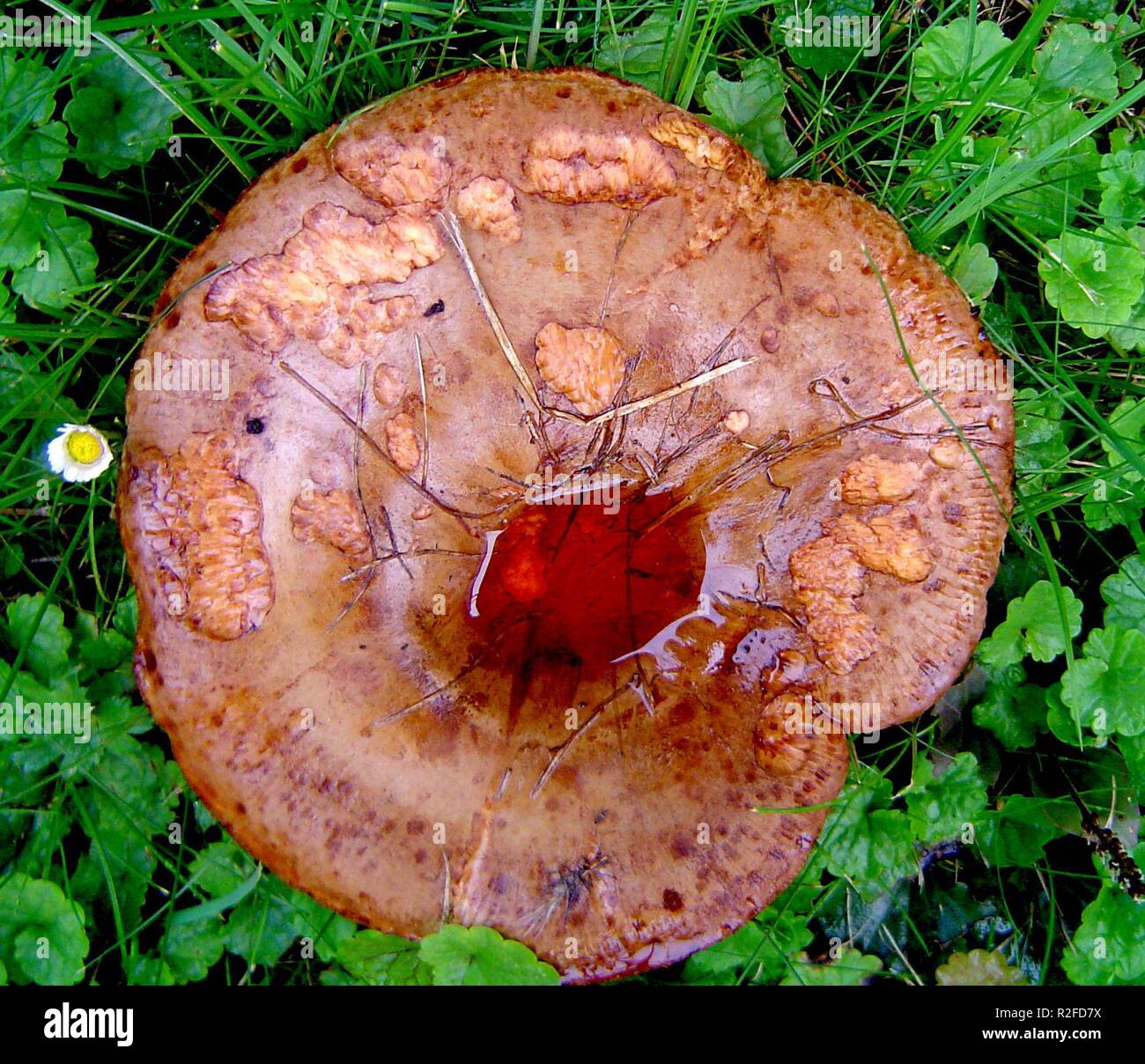 natural water tank Stock Photo - Alamy