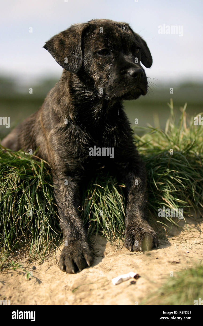 Dog bruno hi-res stock photography and images - Alamy
