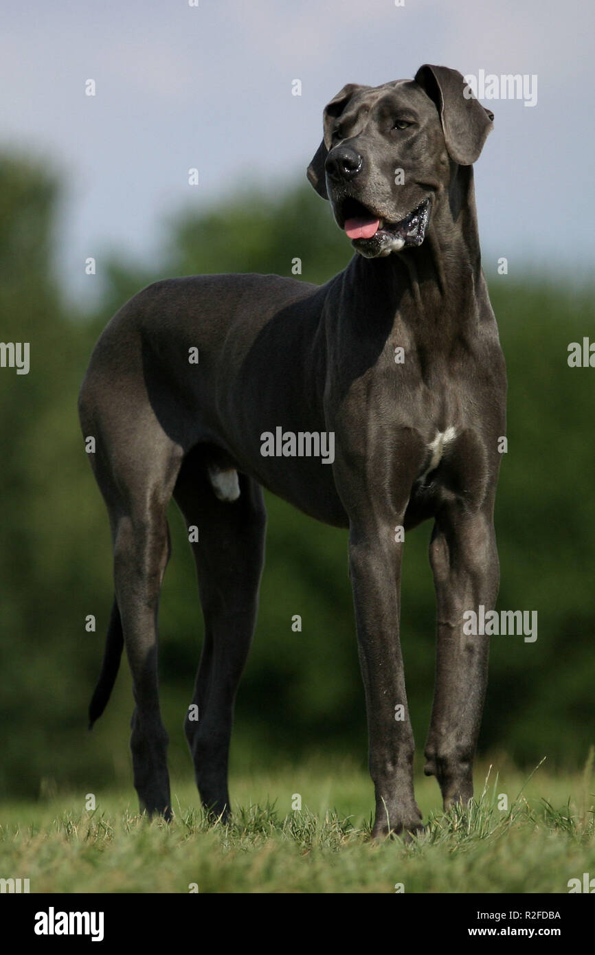 great dane - max Stock Photo - Alamy