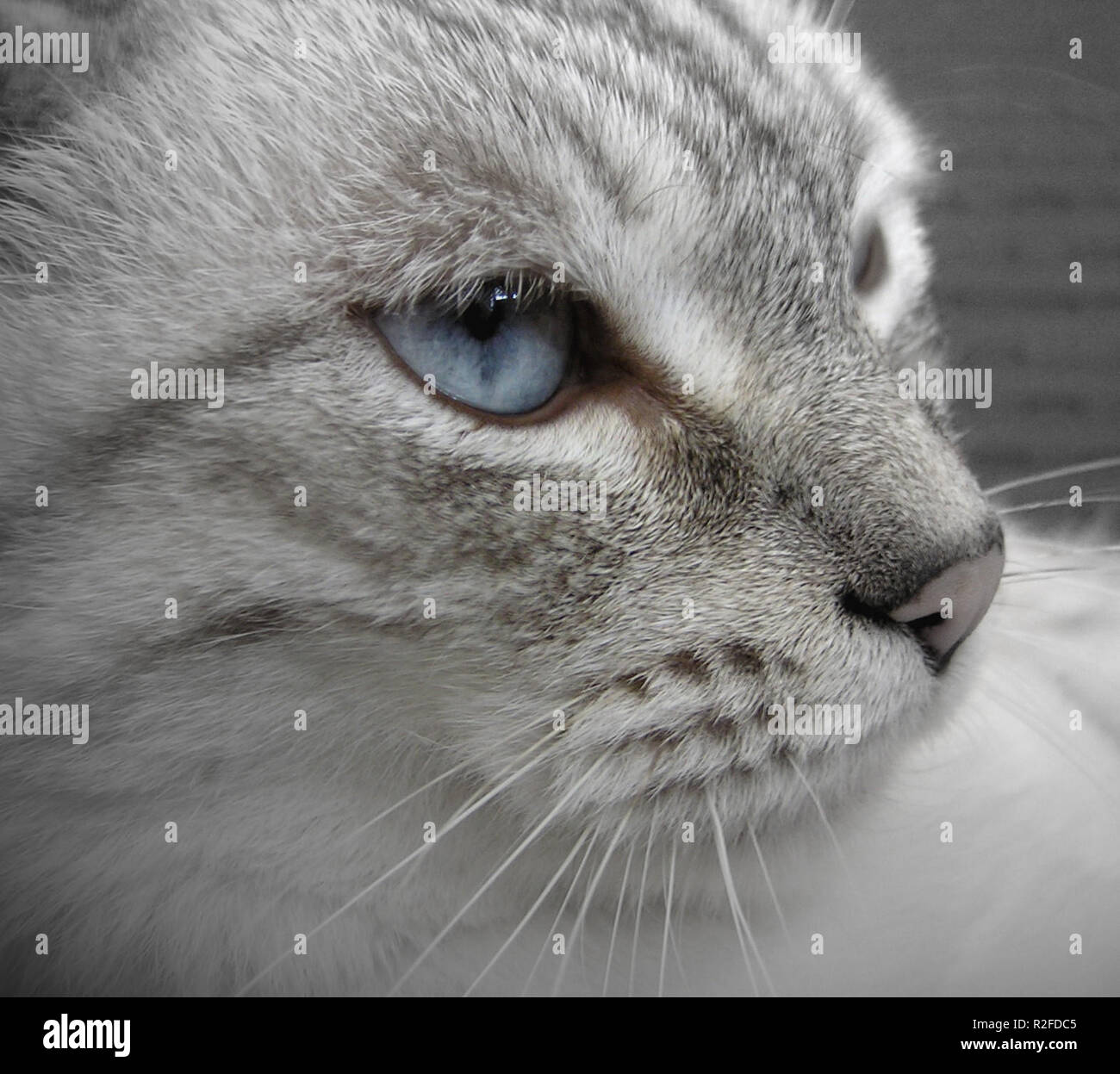 Amused cat hi-res stock photography and images - Alamy