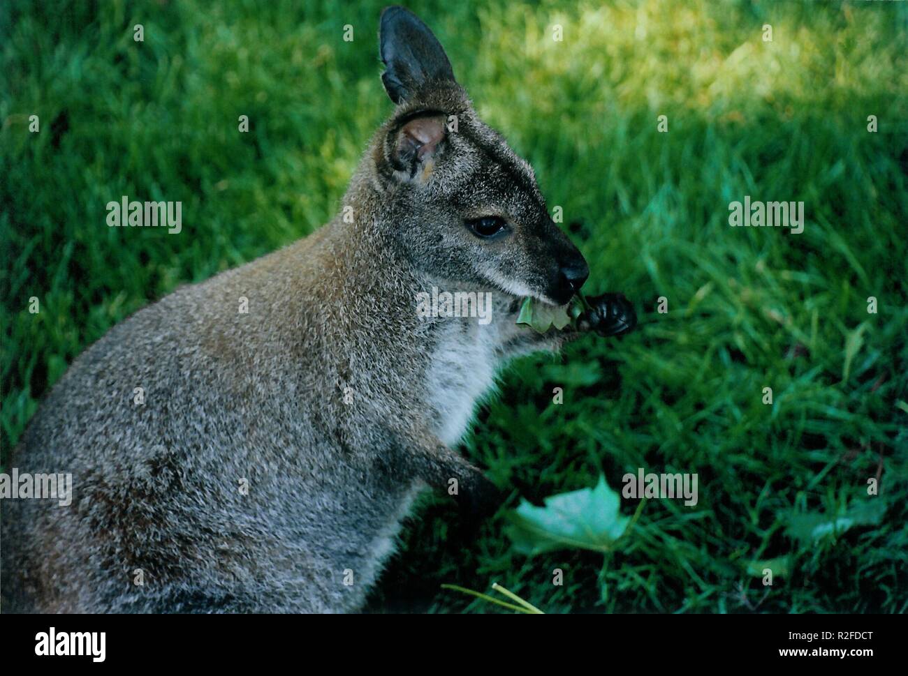 Dendrolagus dorianus hi-res stock photography and images - Alamy
