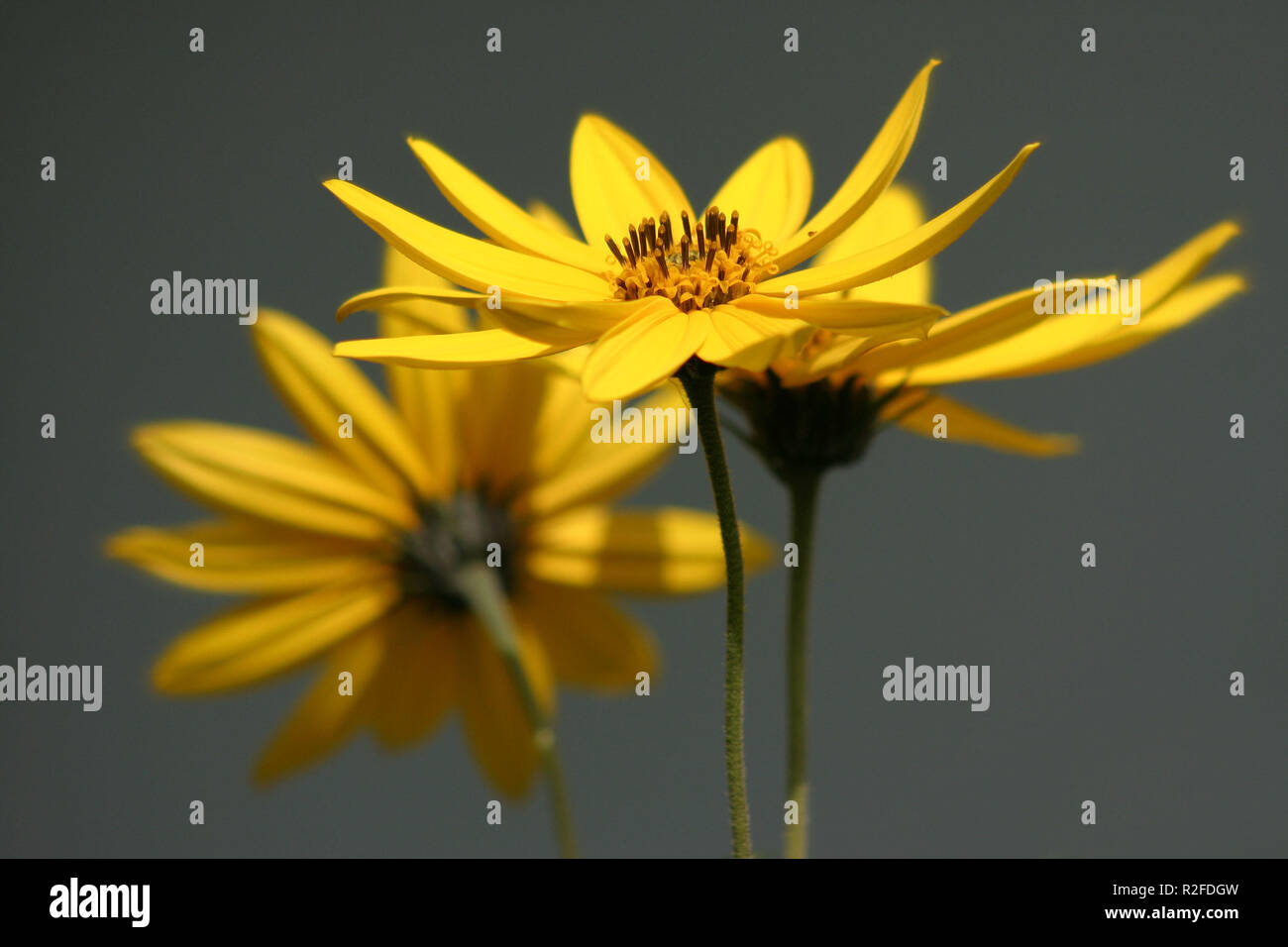 Flowers dancing with the wind hi-res stock photography and images - Alamy