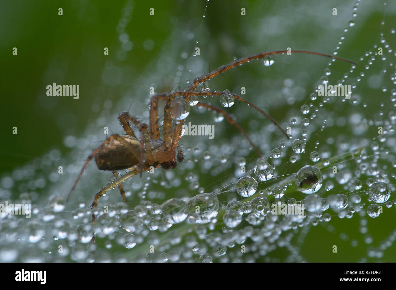 in the pearl garden Stock Photo - Alamy