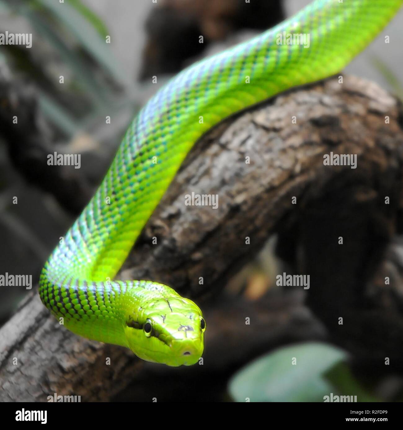 poison green,but harmless Stock Photo - Alamy