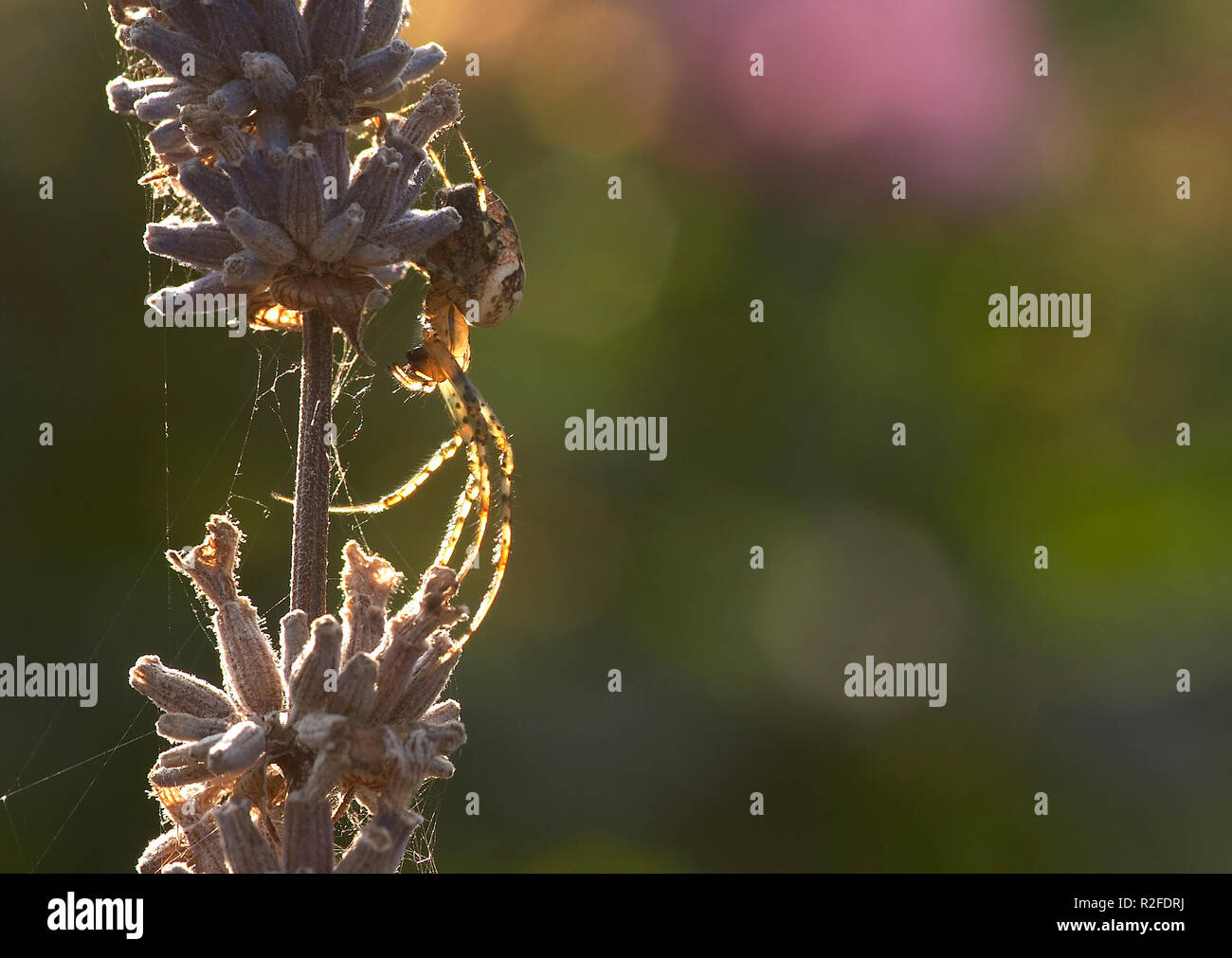 spider in faded lavender Stock Photo - Alamy