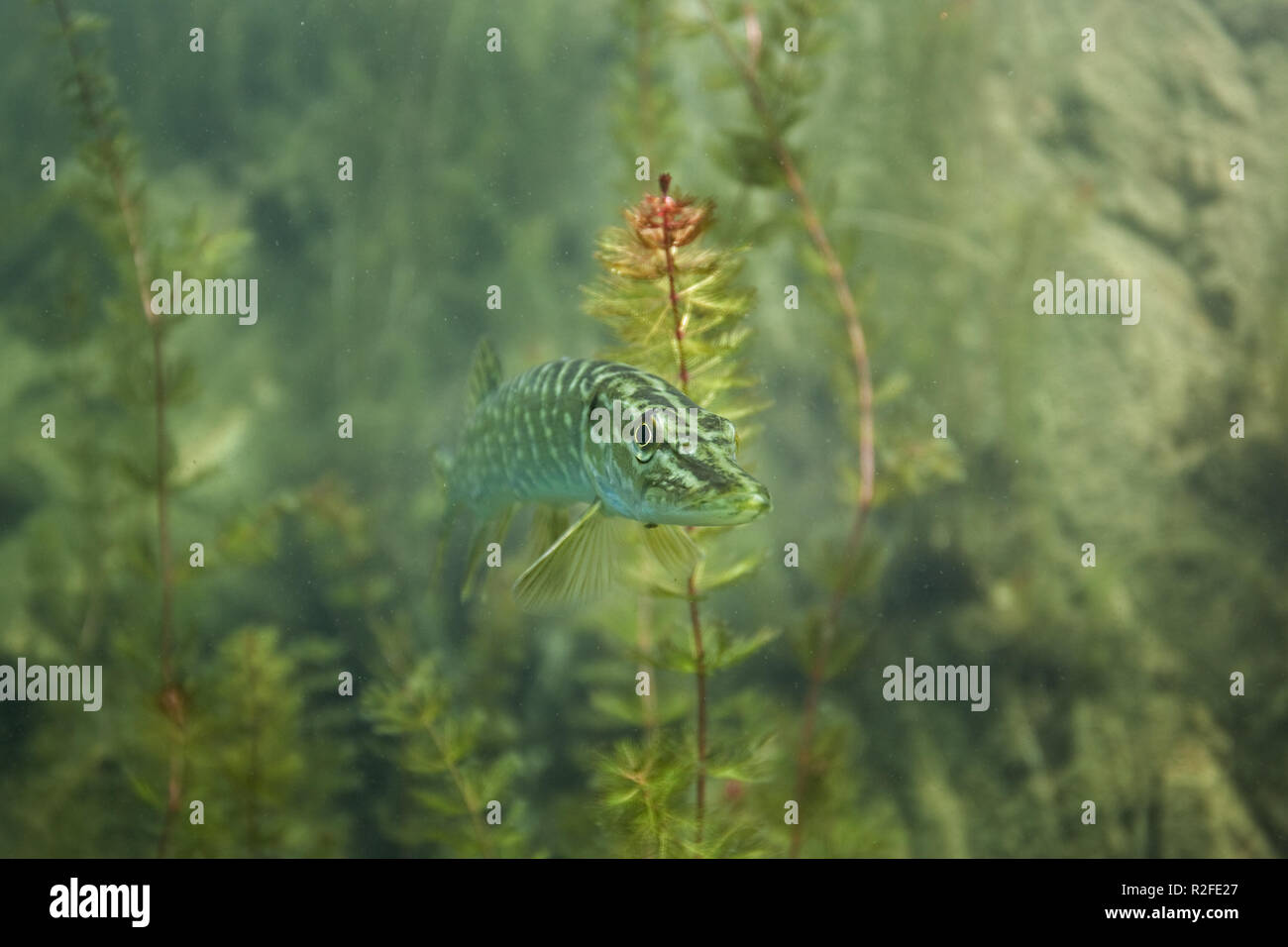 northern pike, esox lucius, czech dive Stock Photo - Alamy