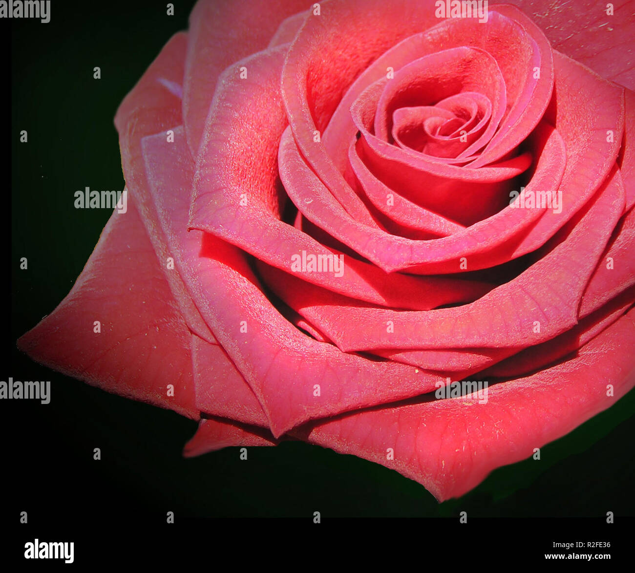 velvety red (reload Stock Photo - Alamy