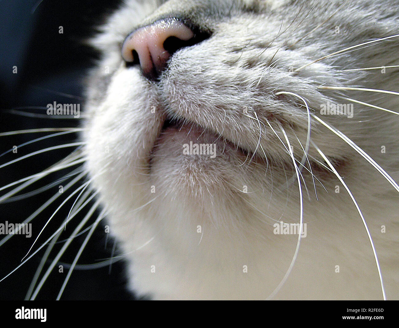 Ma ulchen hi-res stock photography and images - Alamy