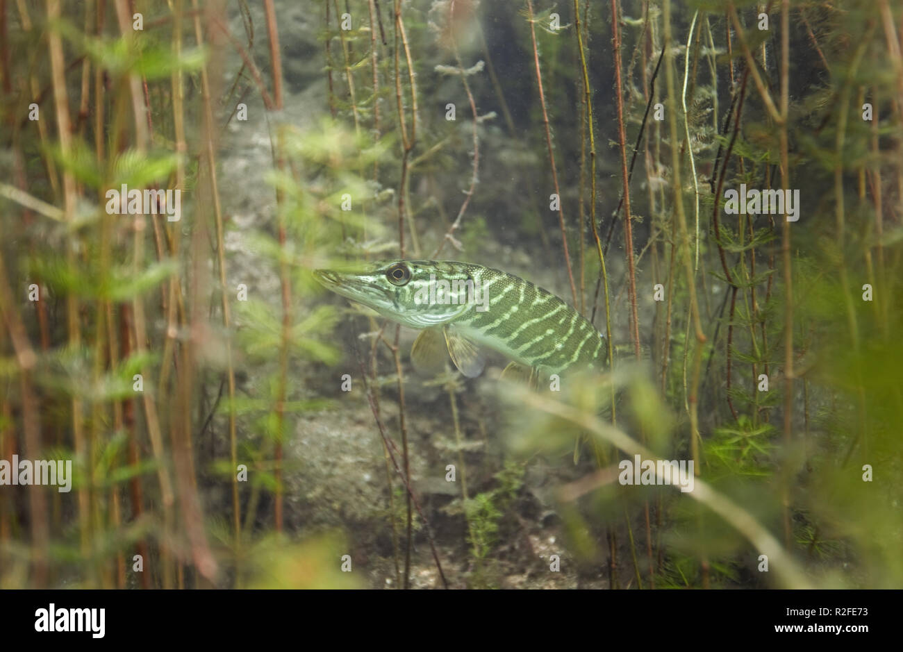 northern pike, esox lucius, czech dive Stock Photo - Alamy