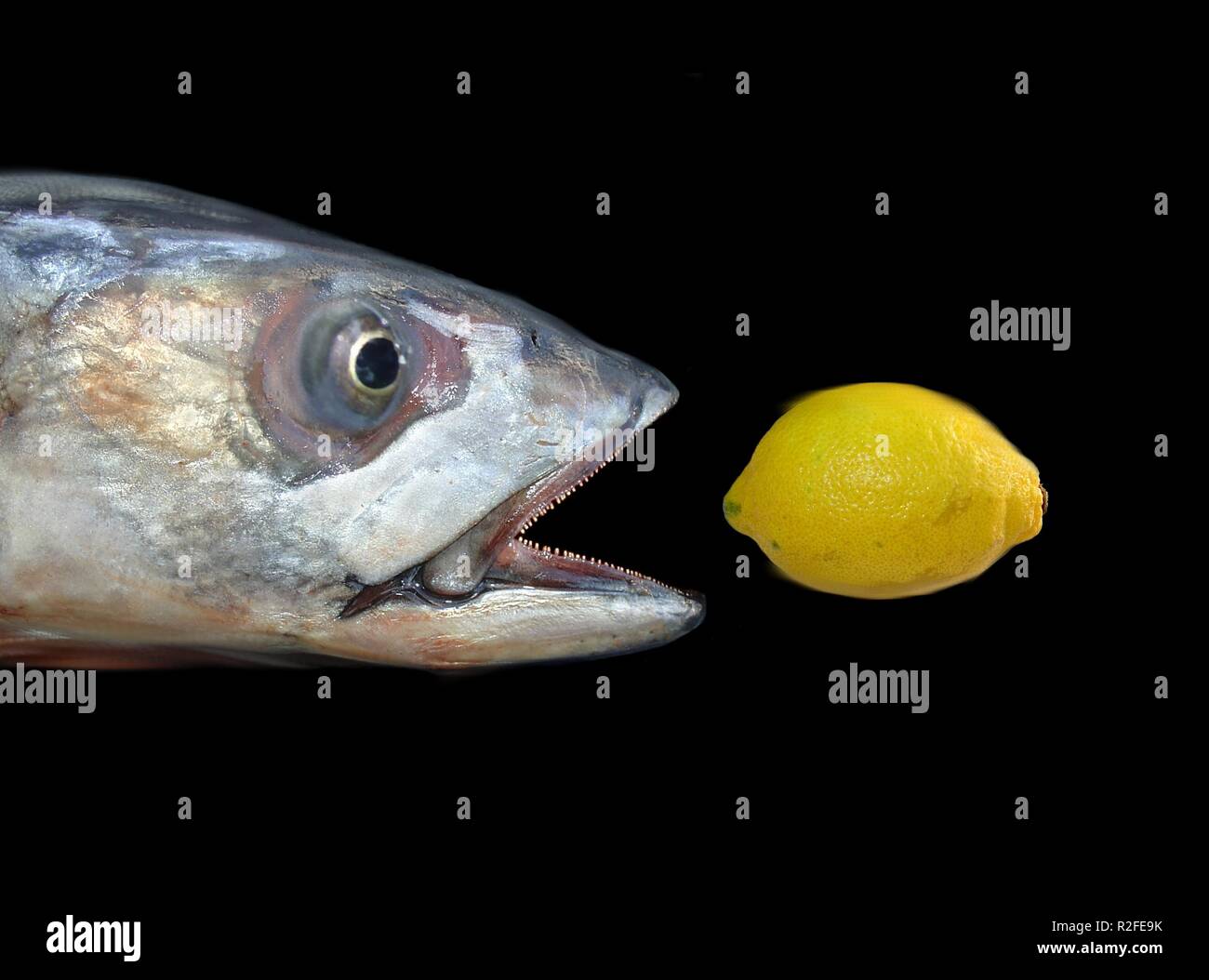 Robbery fish hi-res stock photography and images - Alamy