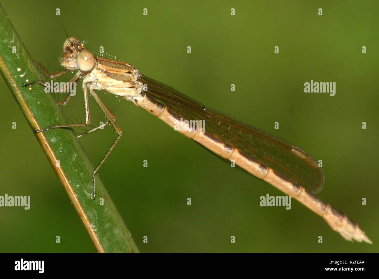 Shaky eyes hi-res stock photography and images - Alamy