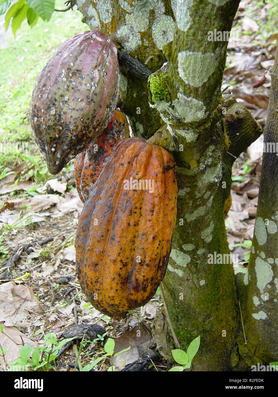 Kakaobohnen hi-res stock photography and images - Alamy