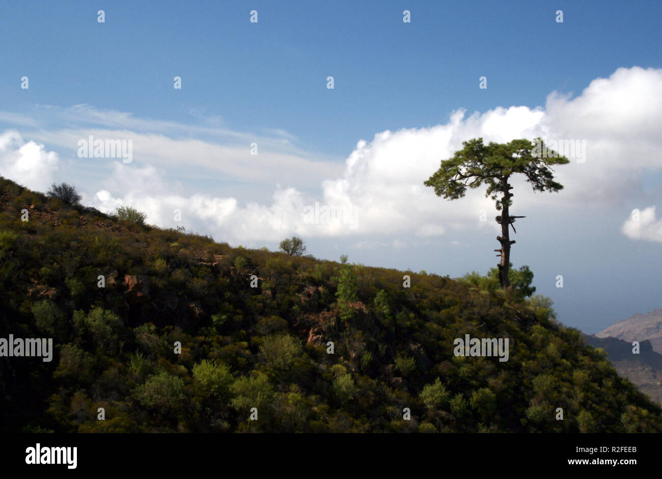 tree on the volcano slope Stock Photo - Alamy