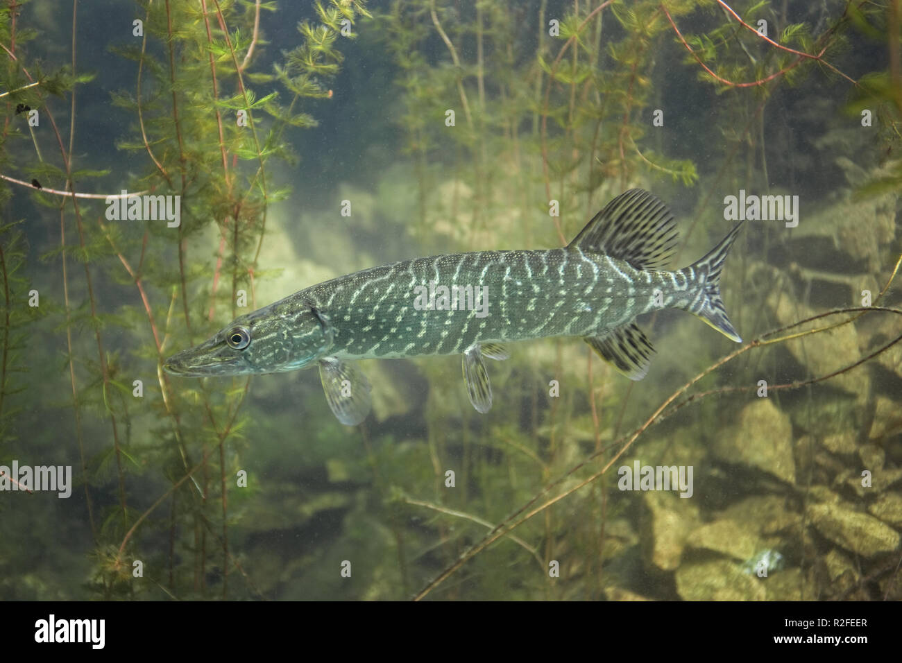 northern pike, esox lucius, czech dive Stock Photo - Alamy