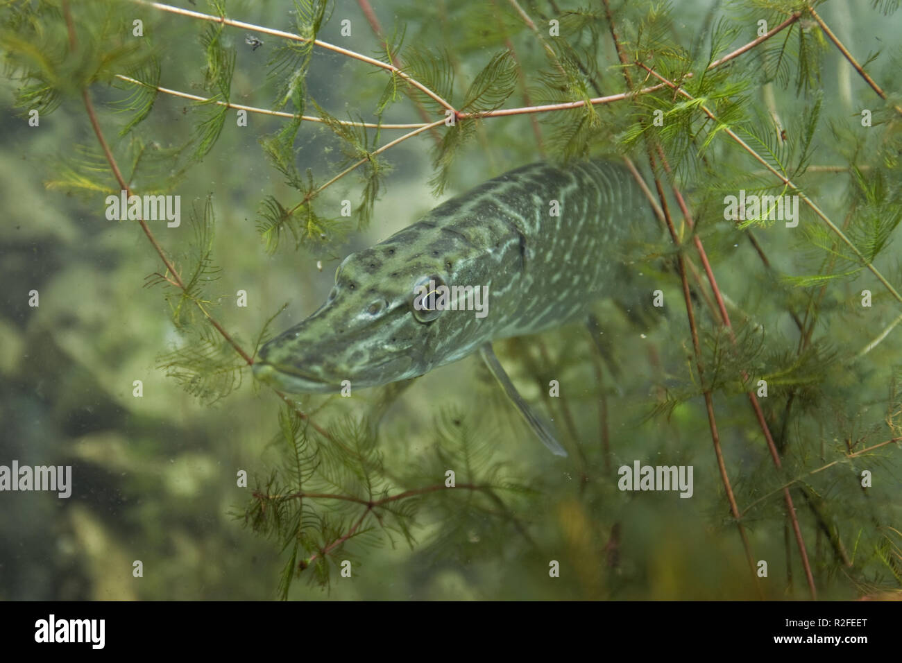 northern pike, esox lucius, czech dive Stock Photo - Alamy