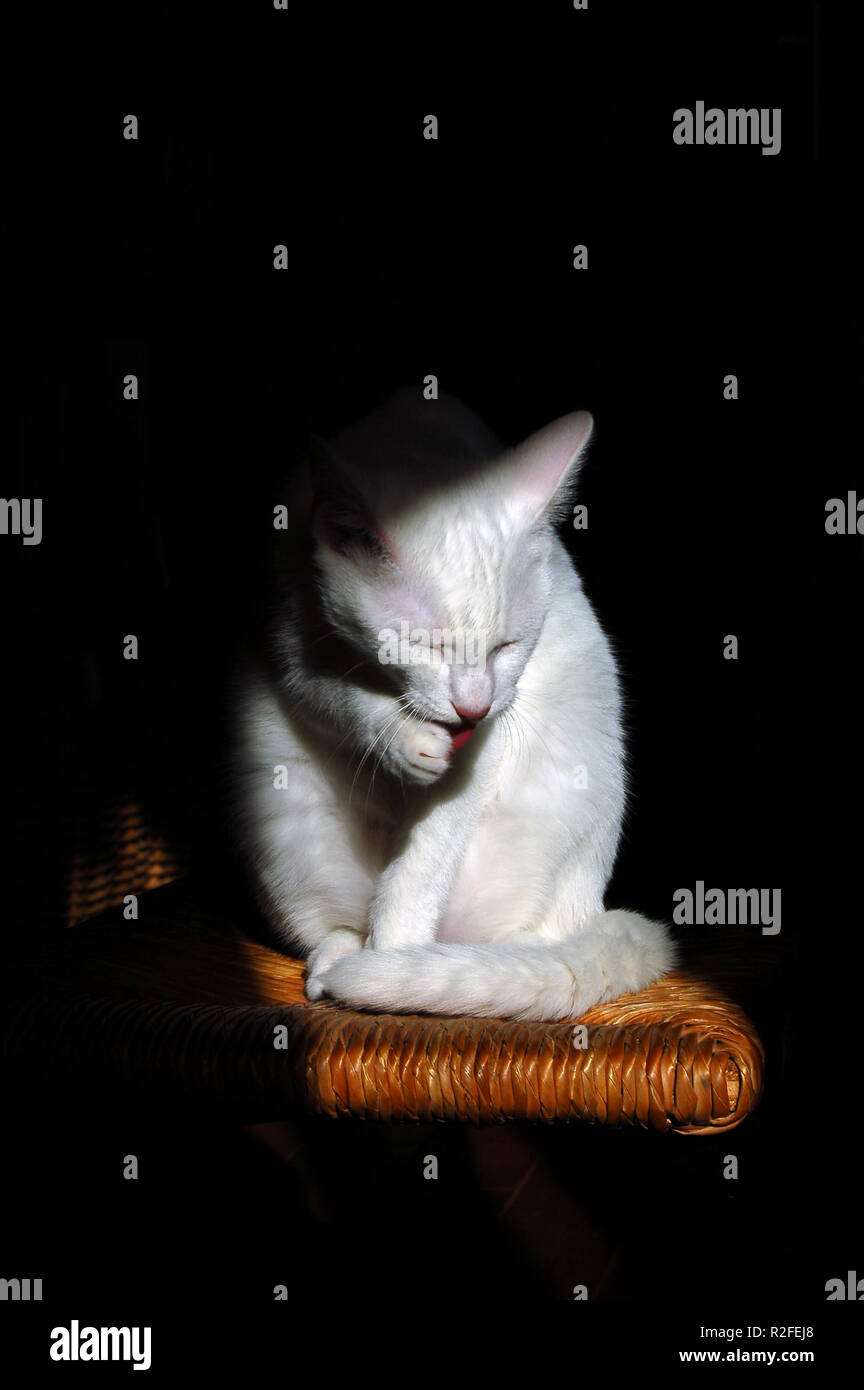 Findus hi-res stock photography and images - Alamy