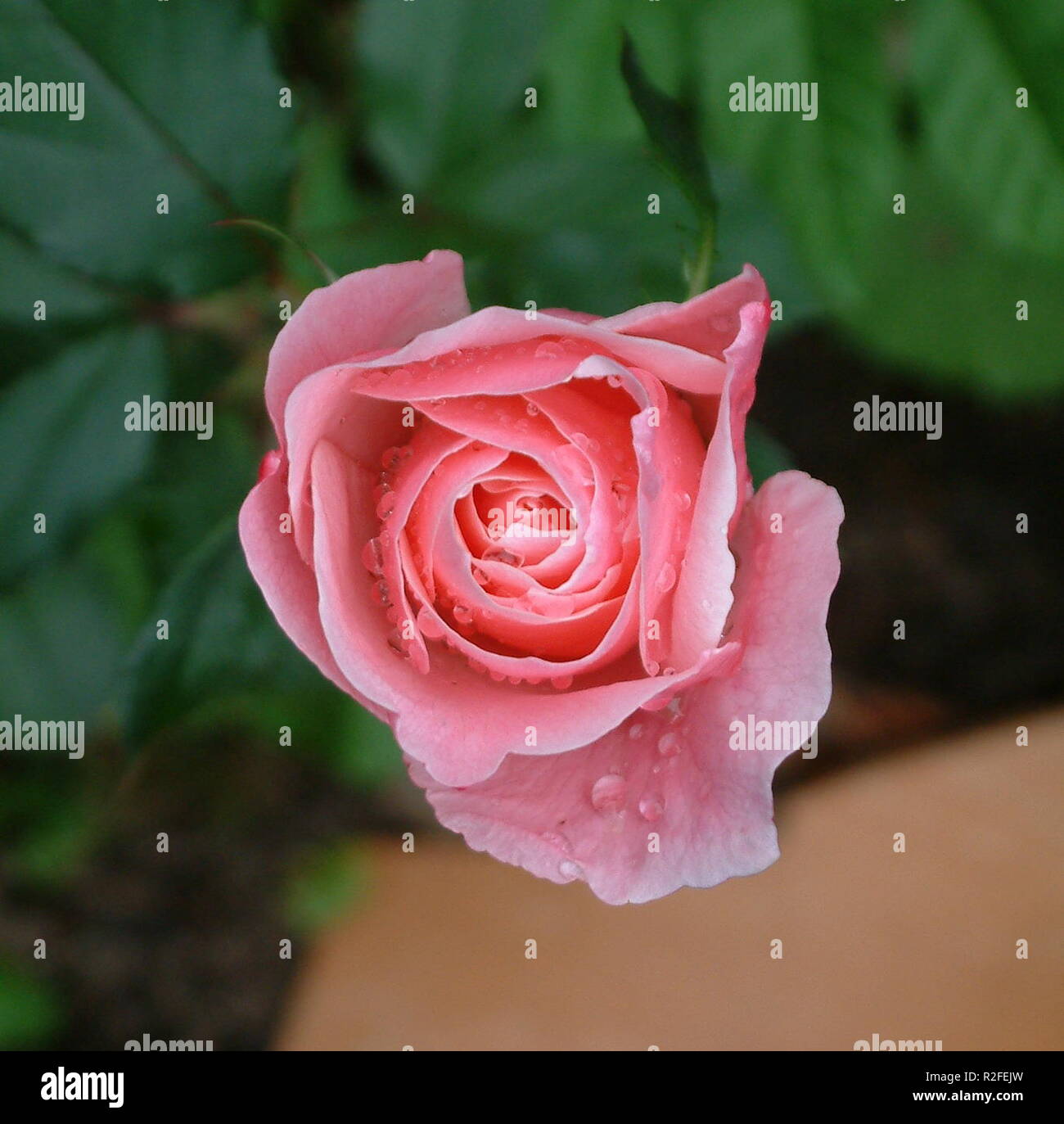 Rose sting hi-res stock photography and images - Alamy
