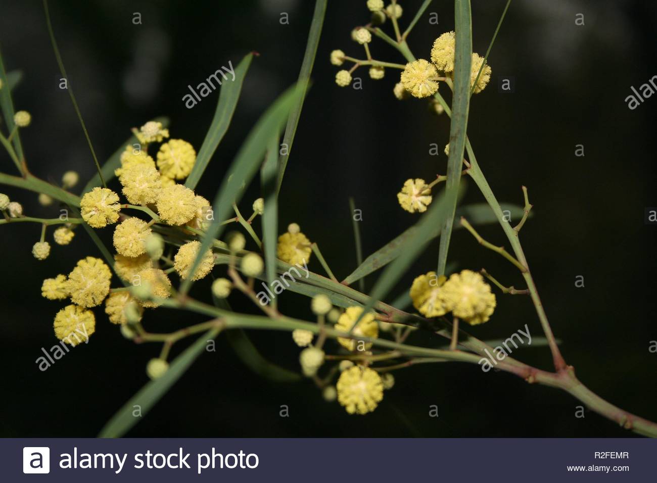 Acacia Retinodes High Resolution Stock Photography and Images - Alamy