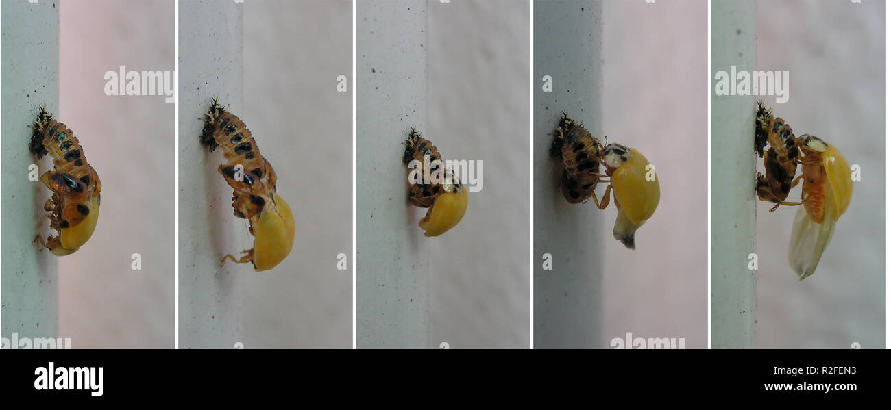 ladybug slips out doll Stock Photo - Alamy