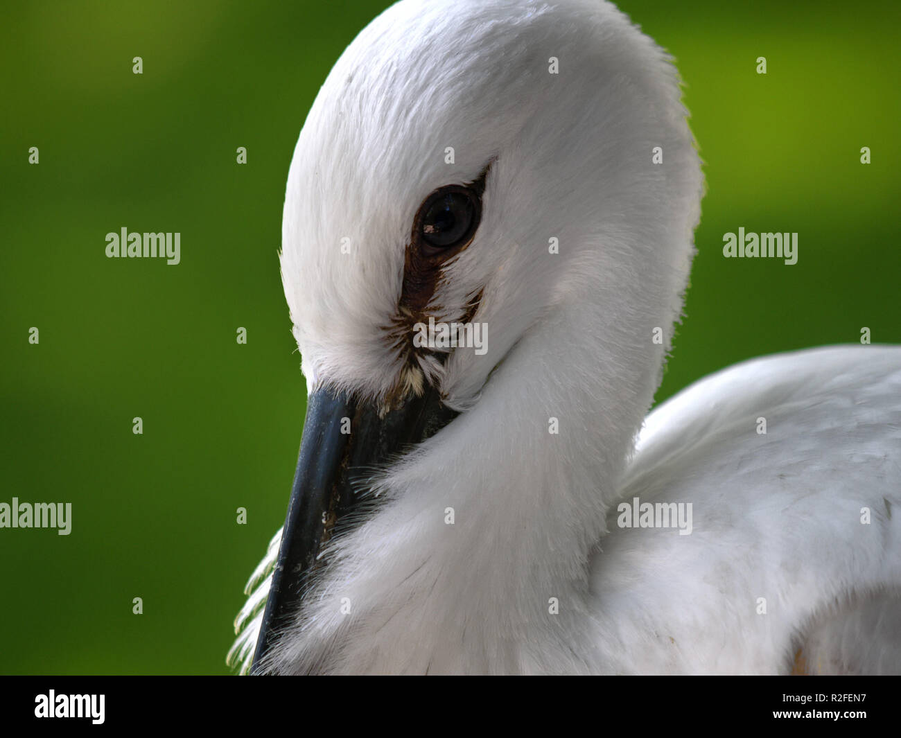 the young stork Stock Photo - Alamy