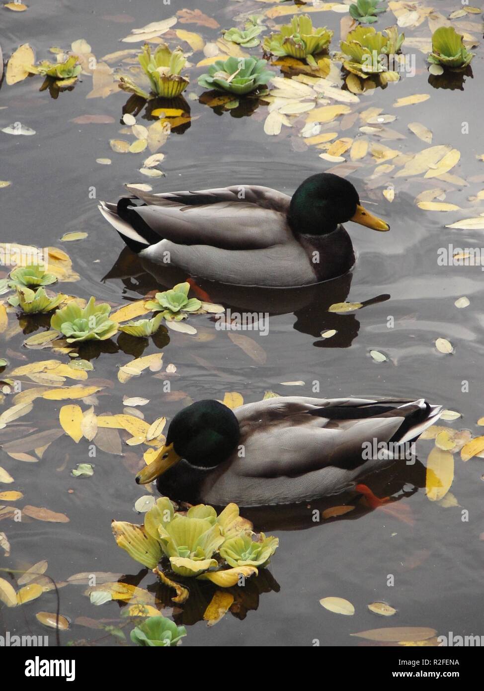 2 ducks in pond Stock Photo - Alamy