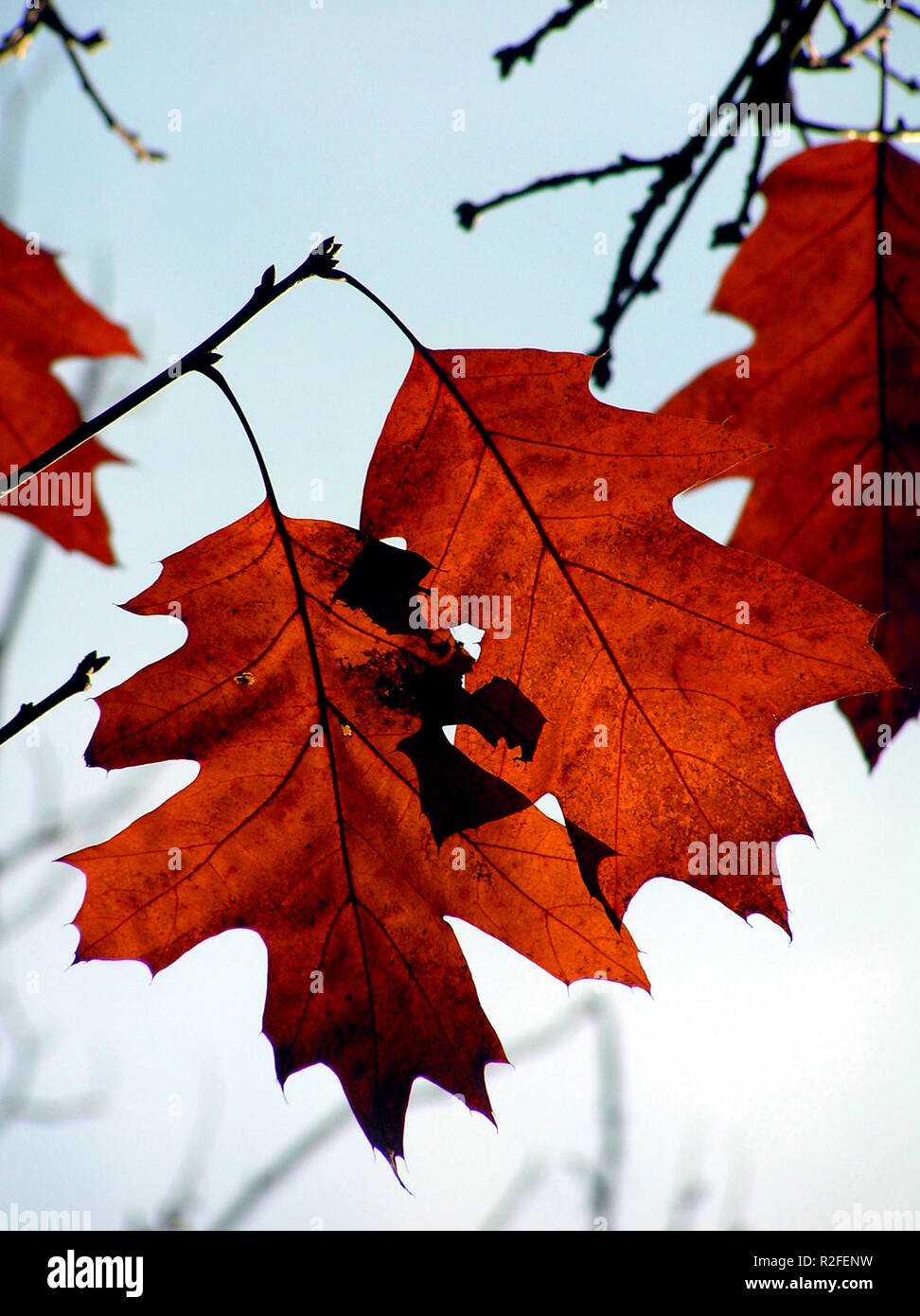 Eichenblatt hi-res stock photography and images - Alamy
