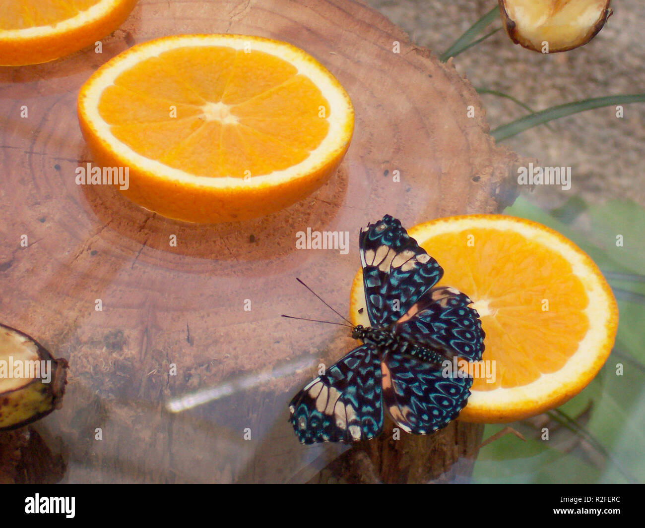 Hurt butterfly hi-res stock photography and images - Alamy