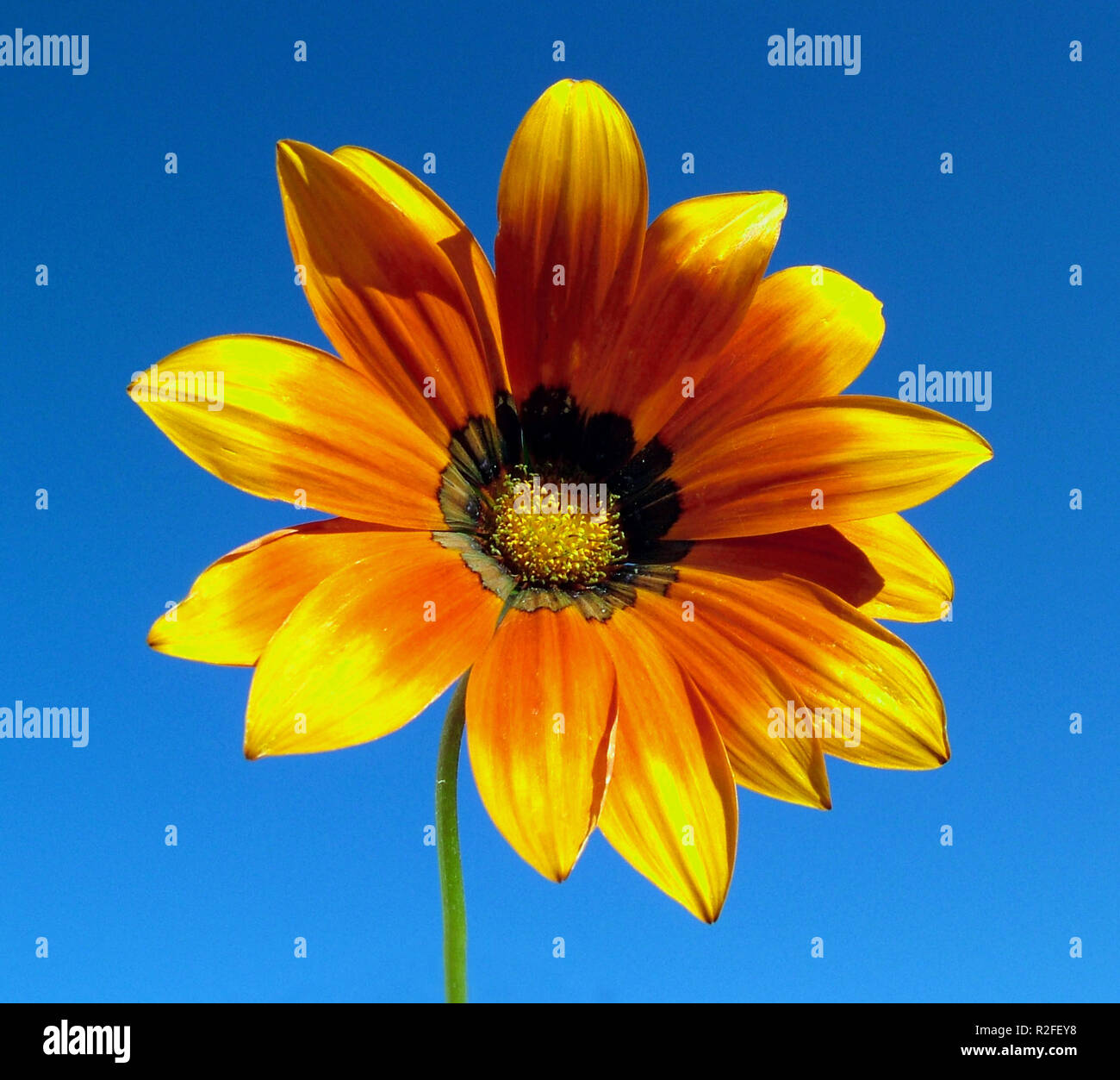 Bla Tenstengel High Resolution Stock Photography and Images - Alamy