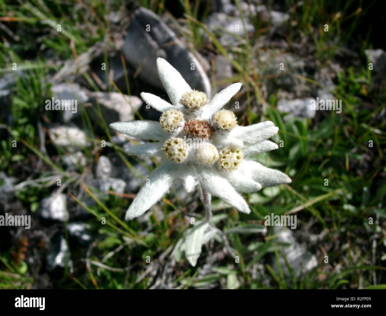 Edelweiss ii hi-res stock photography and images - Alamy
