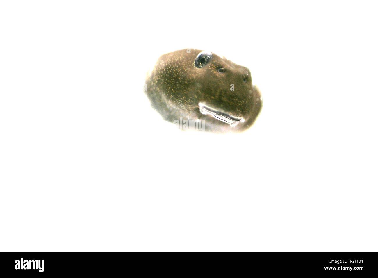 The tadpole Cut Out Stock Images & Pictures - Alamy