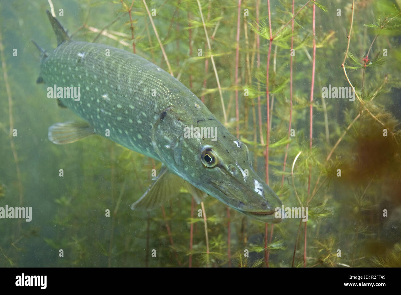 northern pike, esox lucius, czech dive Stock Photo - Alamy