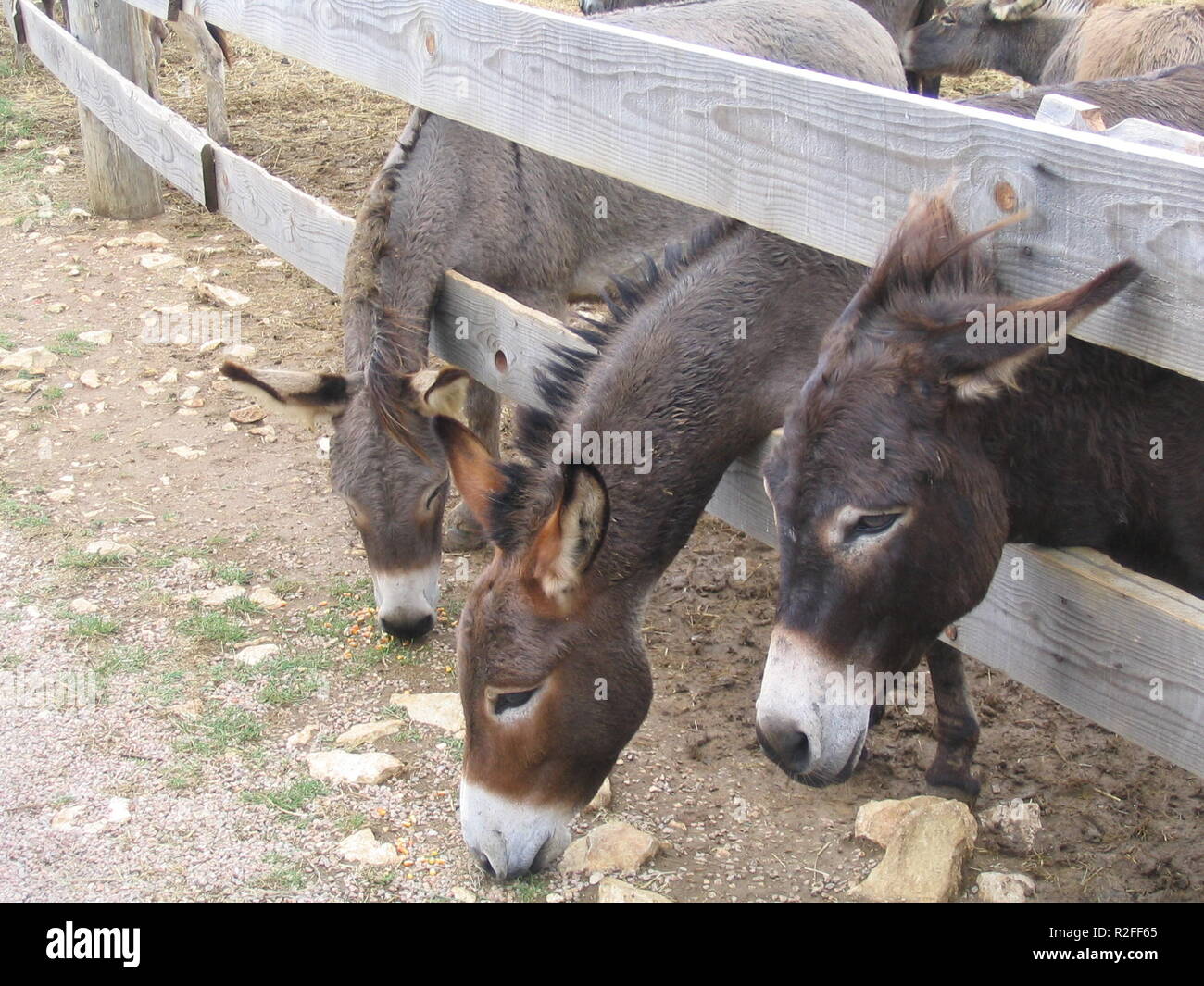 Donkeys and gate hi-res stock photography and images - Alamy