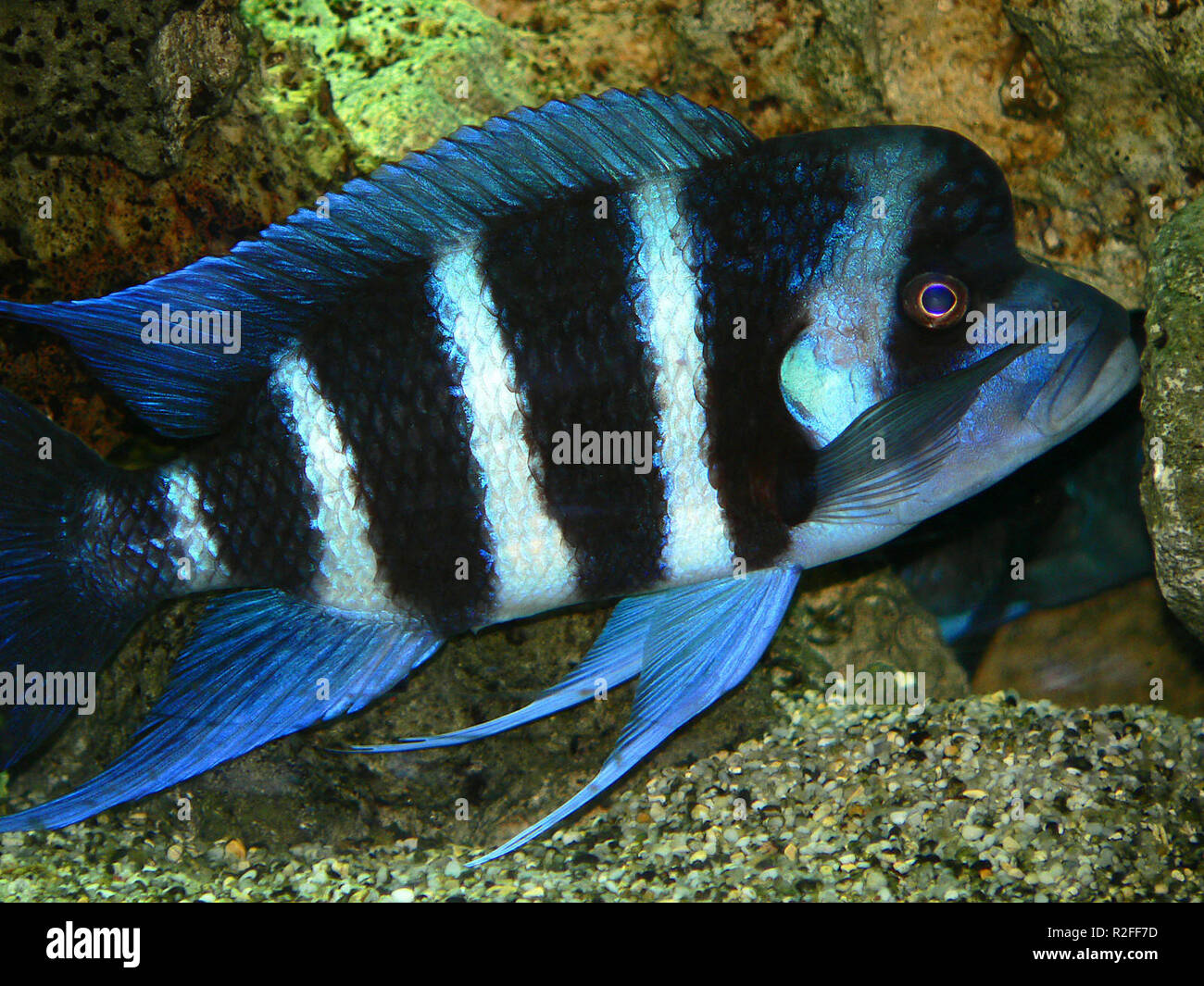 Bump Head Fish High Resolution Stock Photography and Images - Alamy