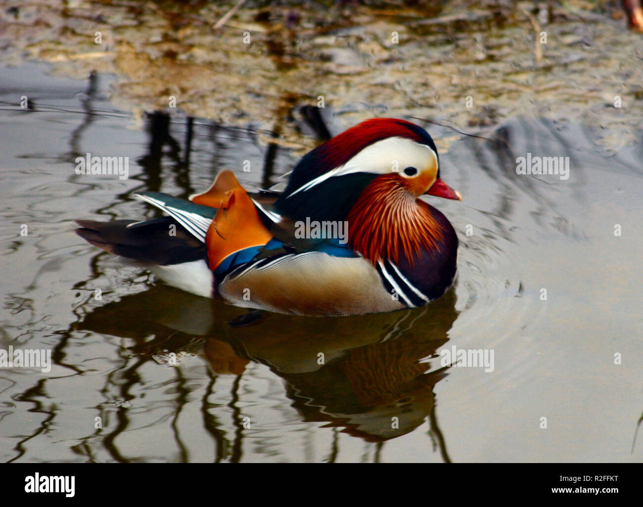 Mandarin drake hi-res stock photography and images - Alamy