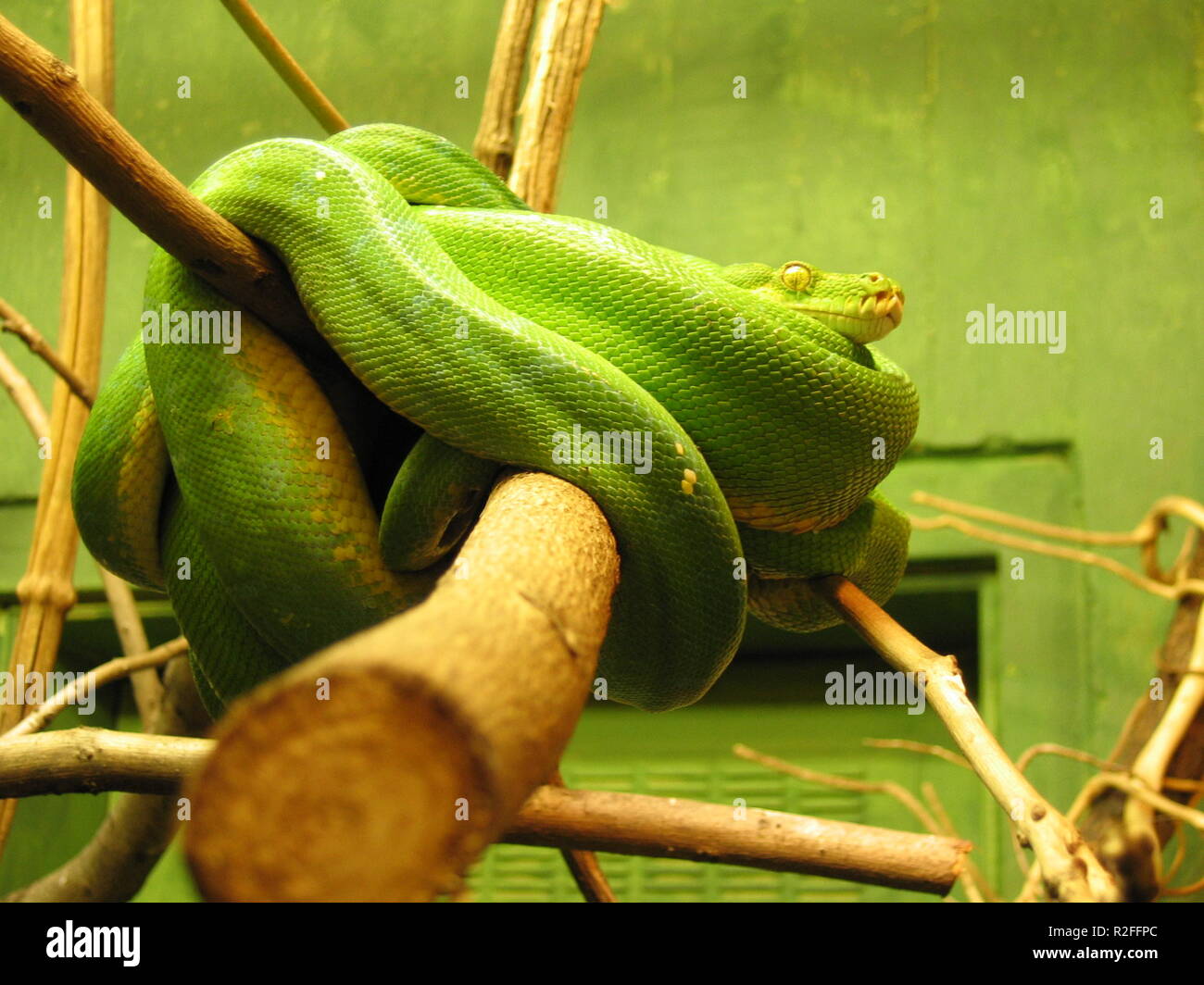 Green snake camouflage hi-res stock photography and images - Alamy