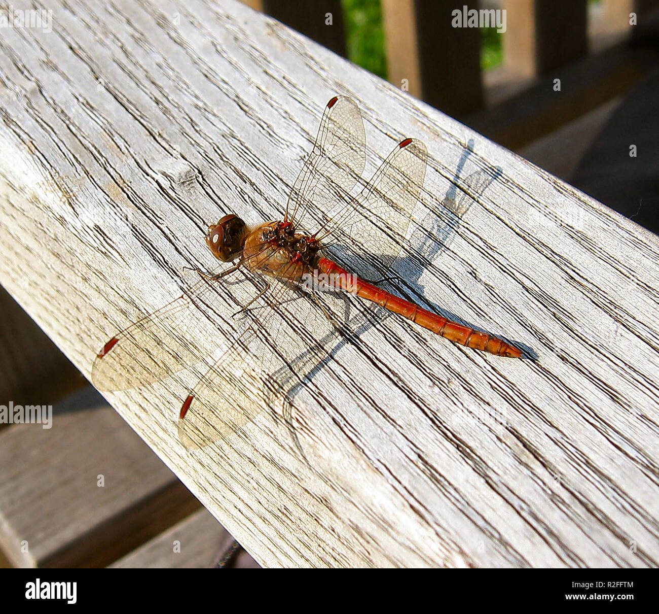 Magic insect hi-res stock photography and images - Alamy