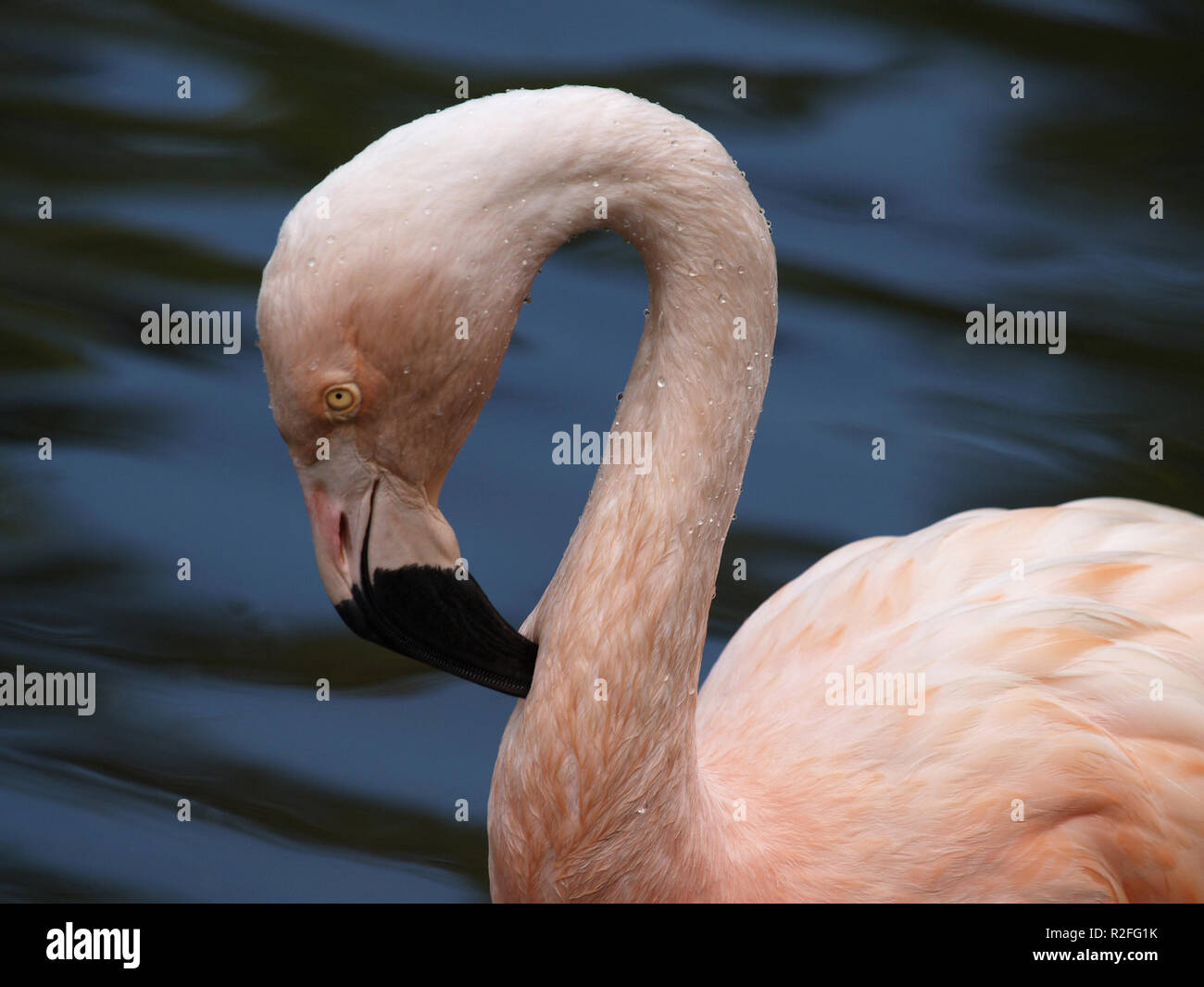 Flamingo pale pink hi-res stock photography and images - Alamy