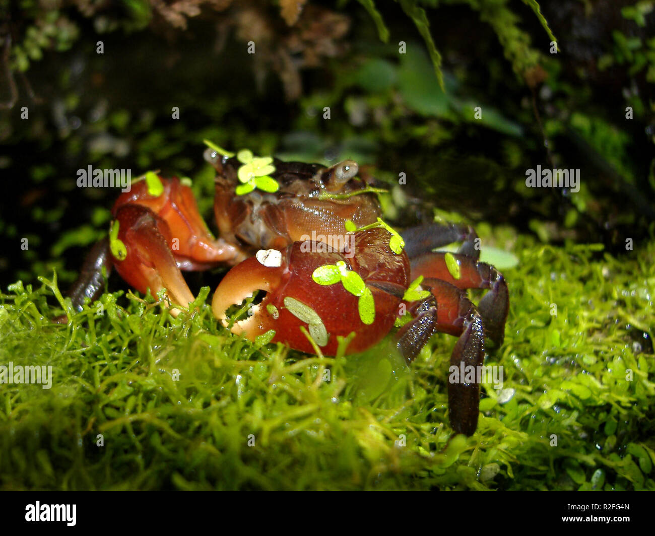 Mangrovenkrabbe High Resolution Stock Photography and Images - Alamy