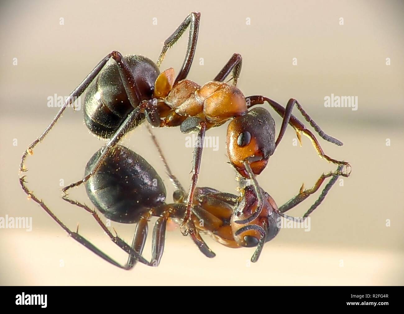 Microscope ant hi-res stock photography and images - Alamy