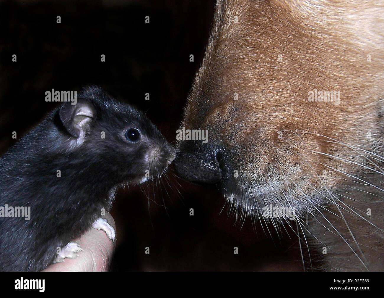 Dog and hamster hi-res stock photography and images - Alamy