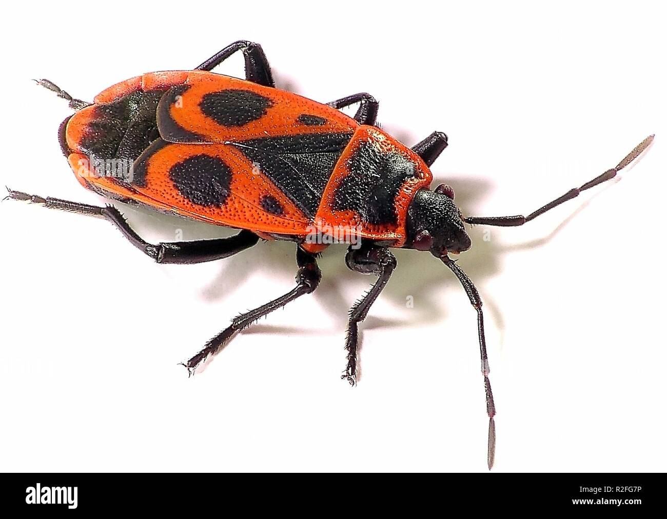 Feuerwanze High Resolution Stock Photography and Images - Alamy