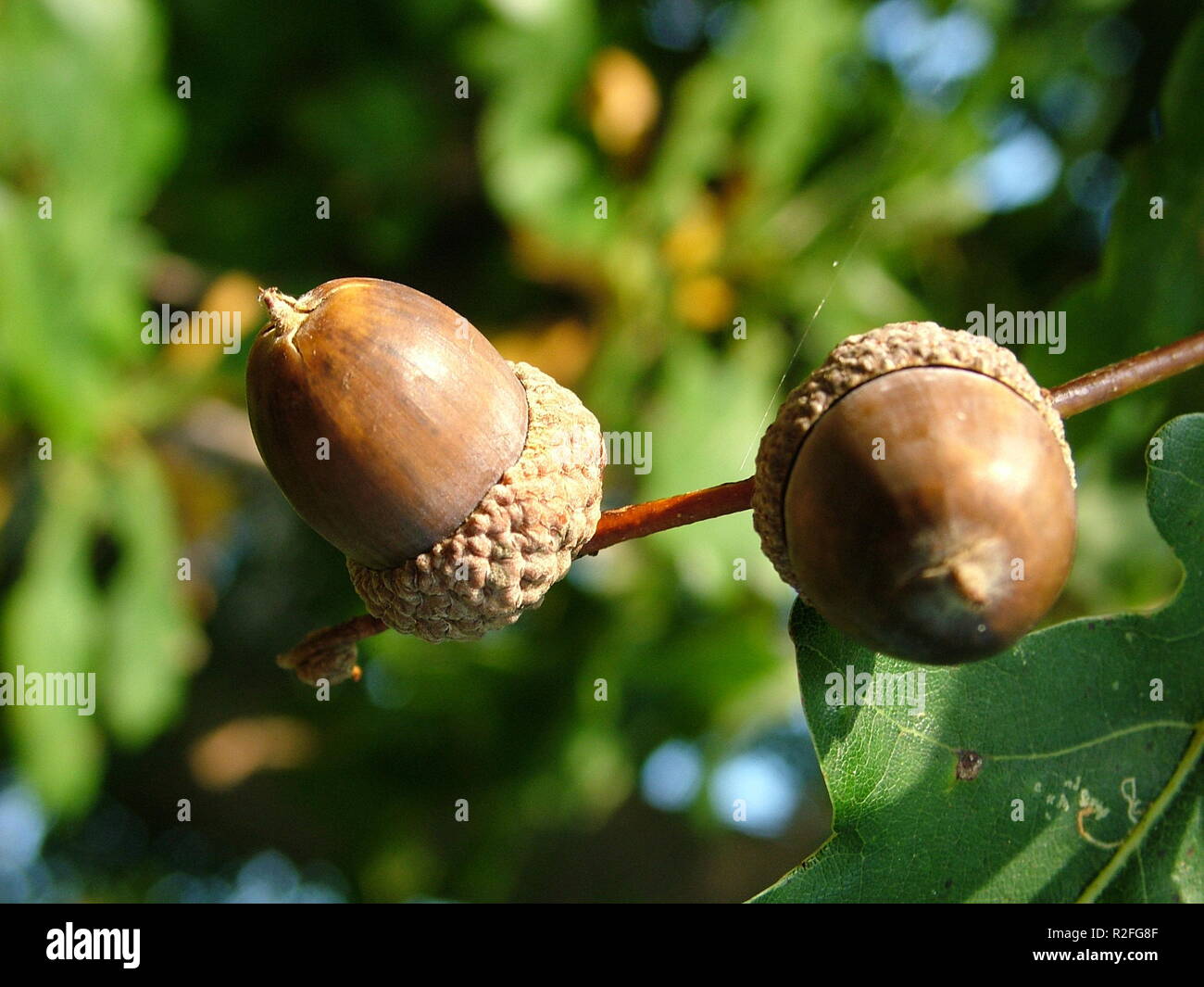 Oak propagation hi-res stock photography and images - Alamy