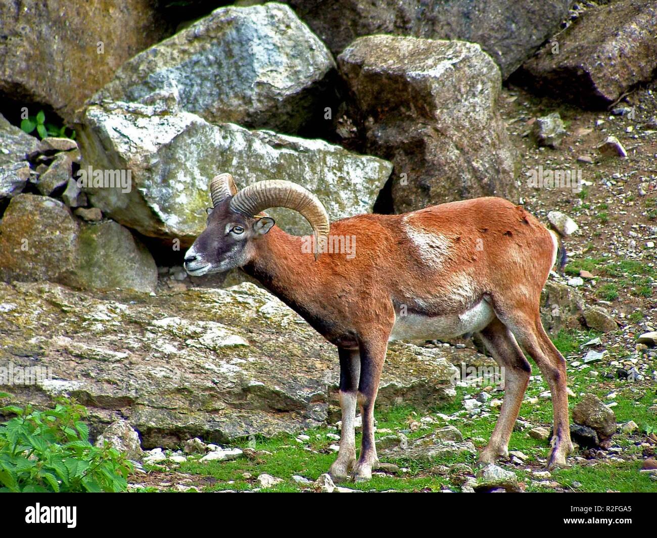 Muffle hi-res stock photography and images - Alamy